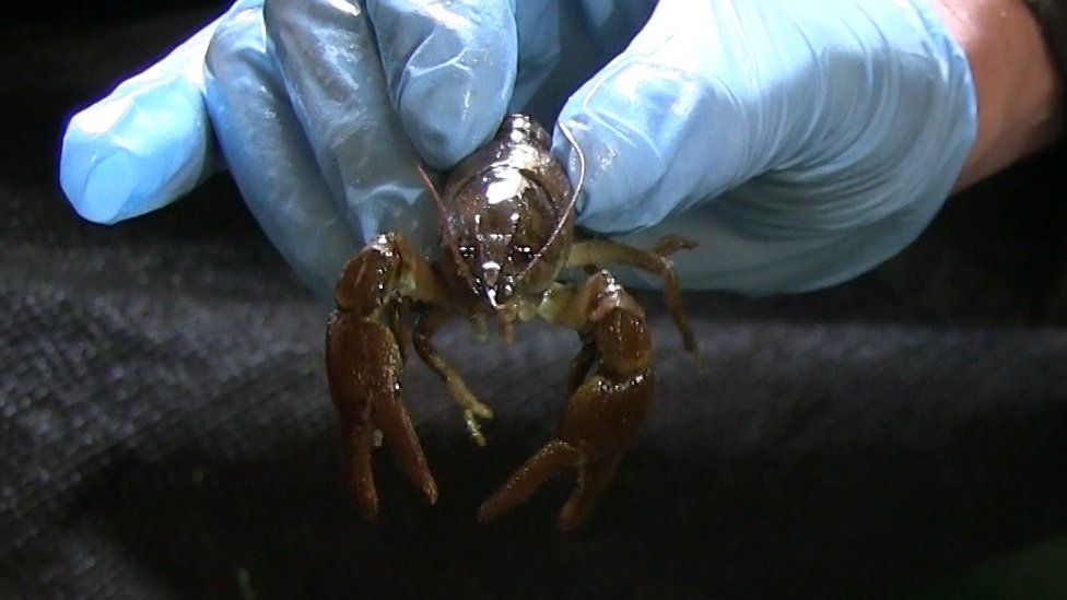 First captive-bred white claw-crayfish spawn in Wales - BBC News