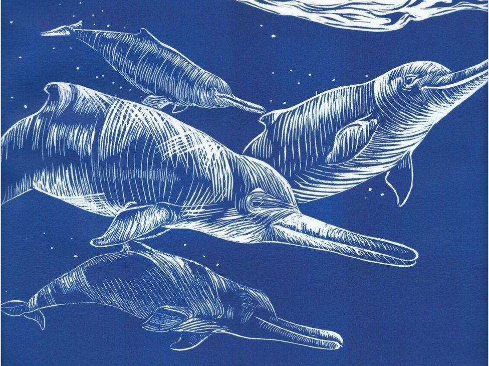 New species of fossil dolphin found - BBC News