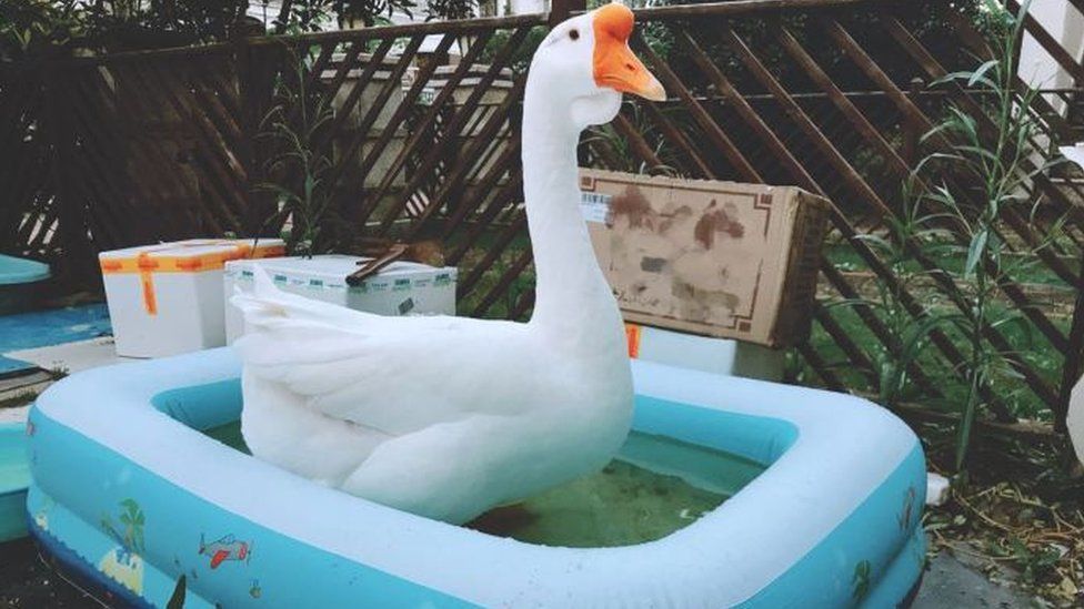 Goose called Gugu wins place at Chinese university - BBC News