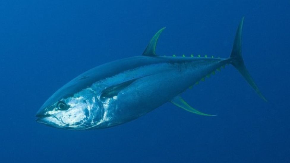 Conservation: Marine protections in Hawaii help boost numbers of tuna ...