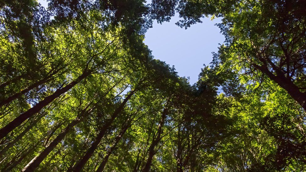 Why are loads of free trees being given out? - BBC Newsround