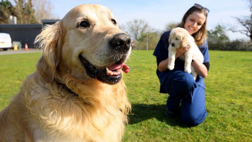 Guide Dog Trigger retires after fathering more than 300 puppies - BBC ...