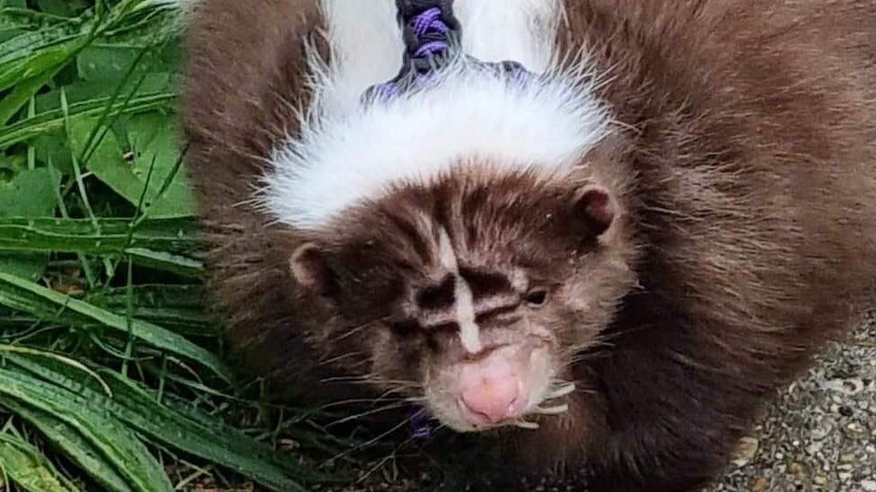 Escaped pet skunk Wiggy 'taking a holiday' in Essex - BBC News