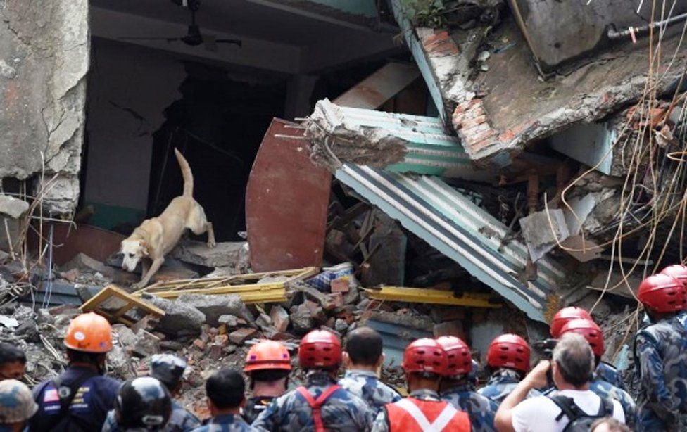 The rescued dogs that rescue people - BBC News