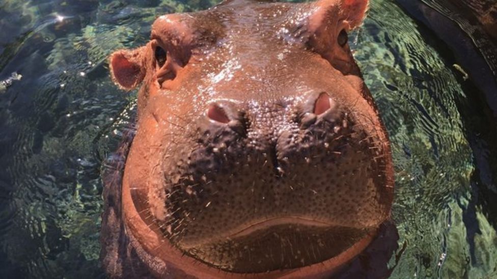 Fiona the hippo celebrates 1st birthday - BBC Newsround