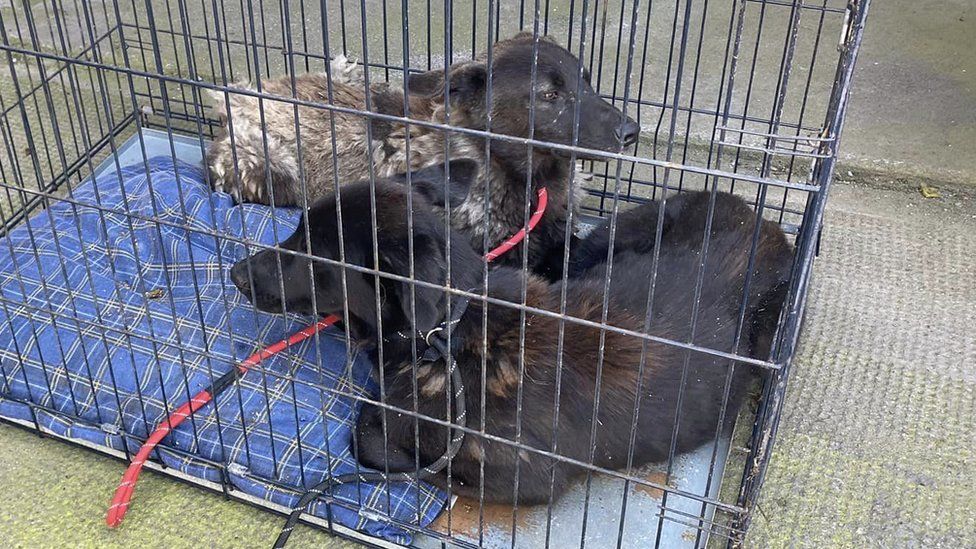 Dogs found roaming near Moffat are underweight and exhausted - BBC News