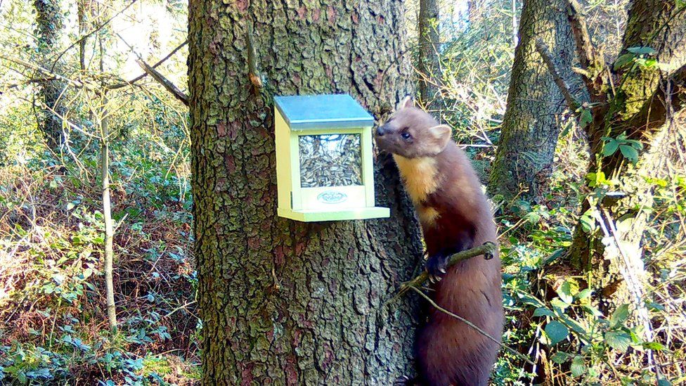 Pine marten spotted on Anglesey after 30 years - BBC News