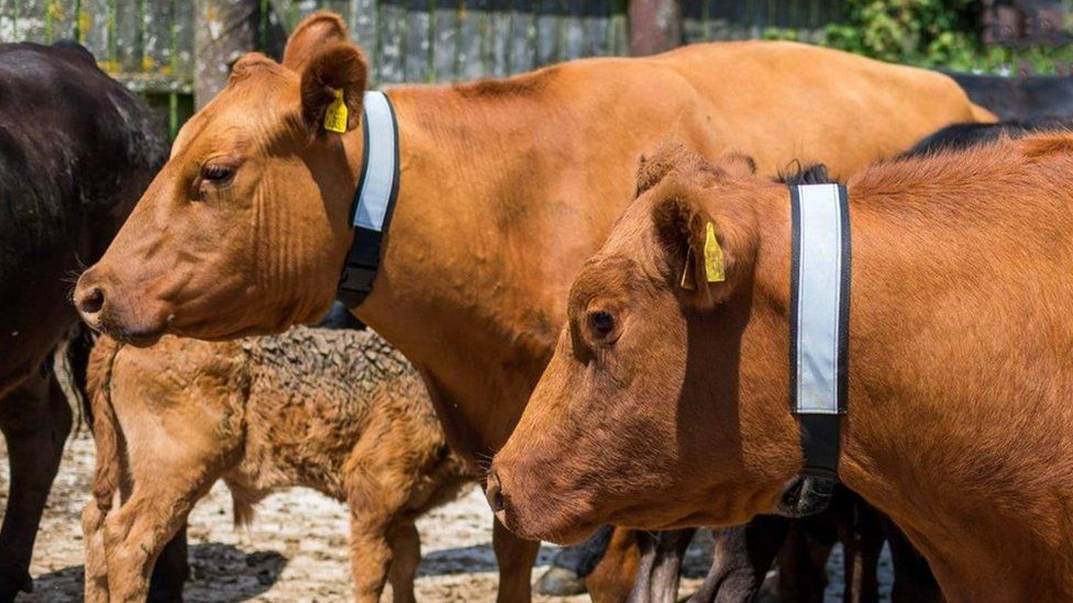 Dartmoor ponies and cows to wear reflective bands to cut crashes - BBC News
