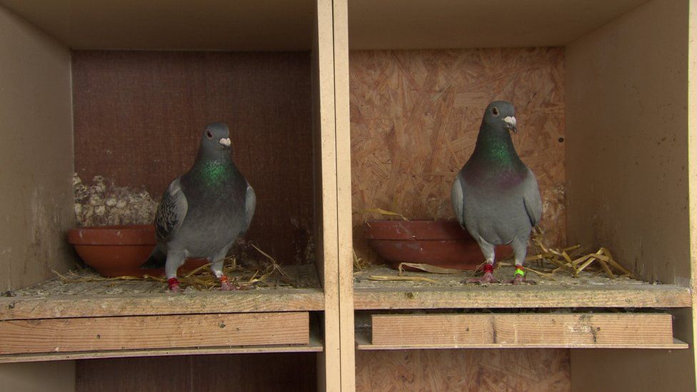 Apple scholarship for Teenage pigeon fancier's app - BBC News