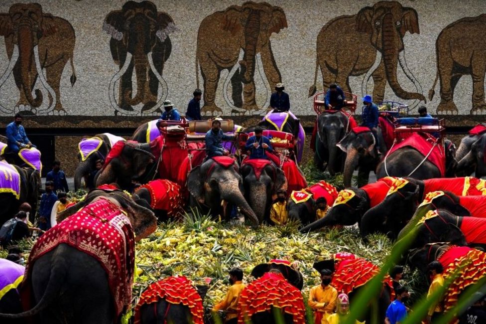 Check out this huge elephant banquet! - BBC Newsround