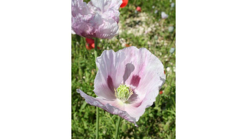 'Ryff geid' i flodau gwyllt eich milltir sgwâr - BBC Cymru Fyw