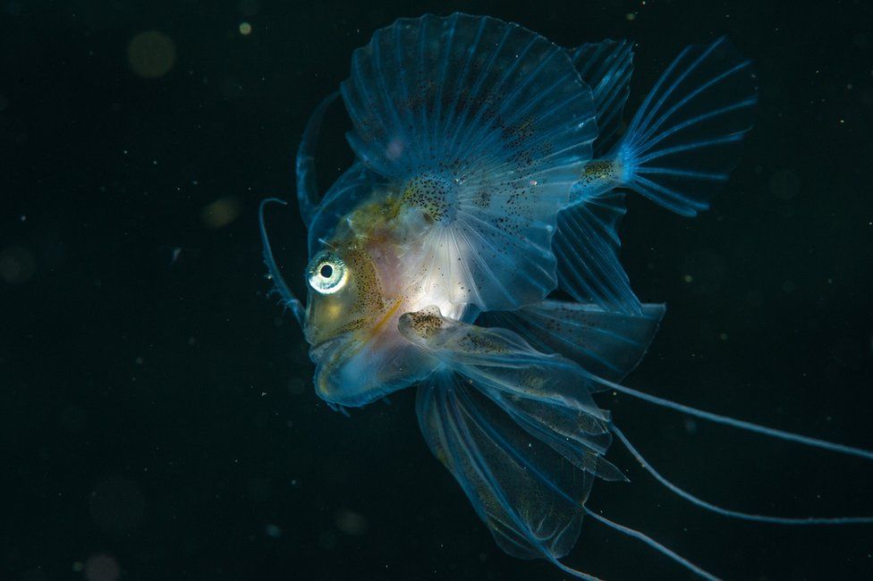Colourful cave life in St Kilda and North Rona - BBC News