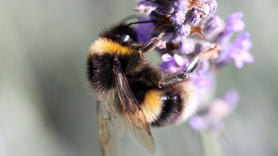 Appeal for Worcestershire winter bee sightings - BBC News