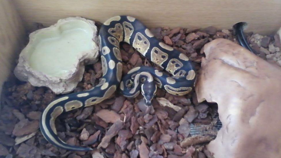 Police search for missing python in Wrexham - BBC News