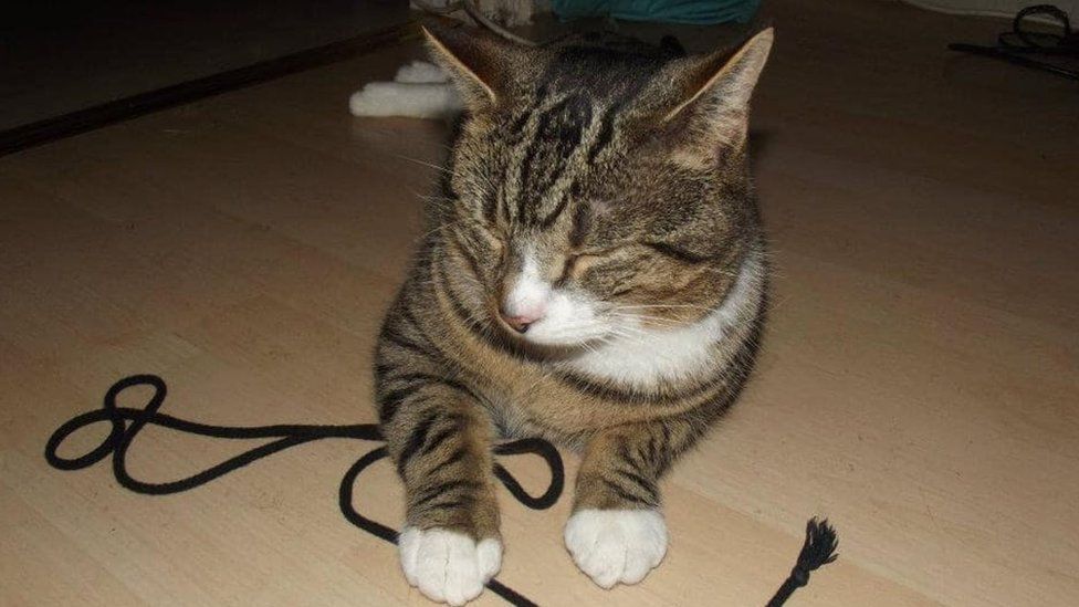 Newmarket cat reunited with owner after years 'living rough' - BBC News