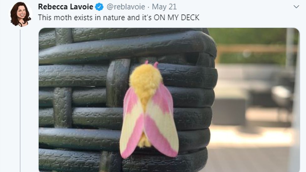 Rosy Maple Moth: The milkshake moth and other winged beauties - BBC ...