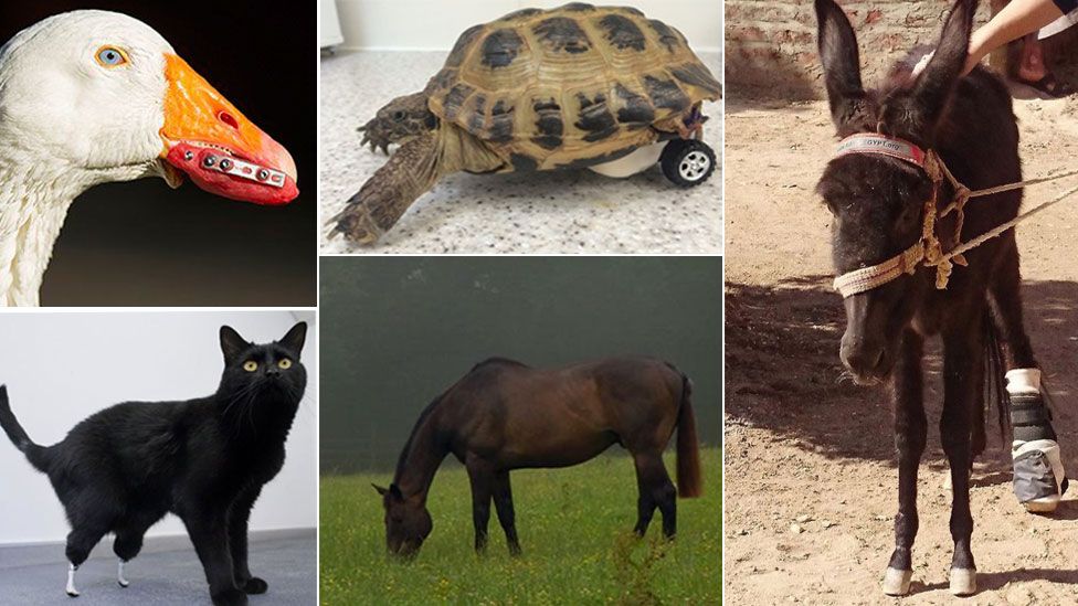 Bionic bodies: The animals with artificial additions - BBC News