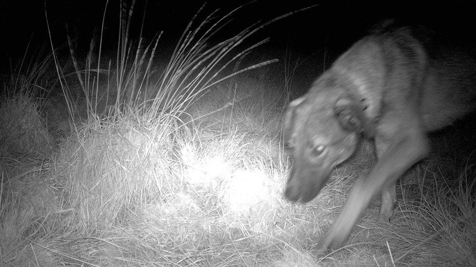 Seven-month hunt for the island dog that won't come home - BBC News