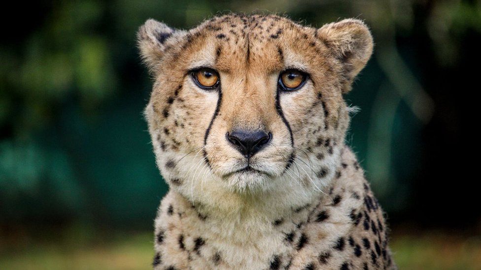 Animals: Take a look at these award-winning shots of cheetahs - BBC ...