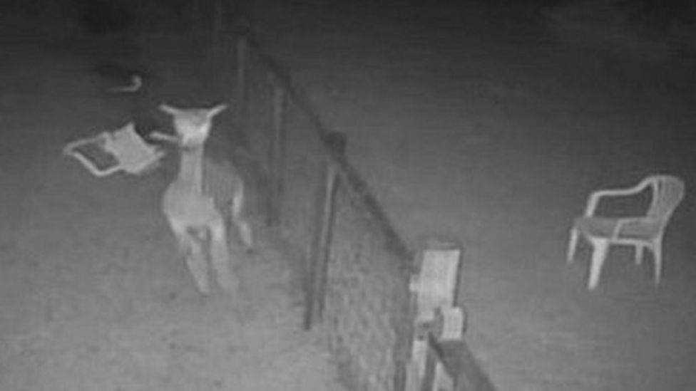 Police question three youths over alpaca attack - BBC News