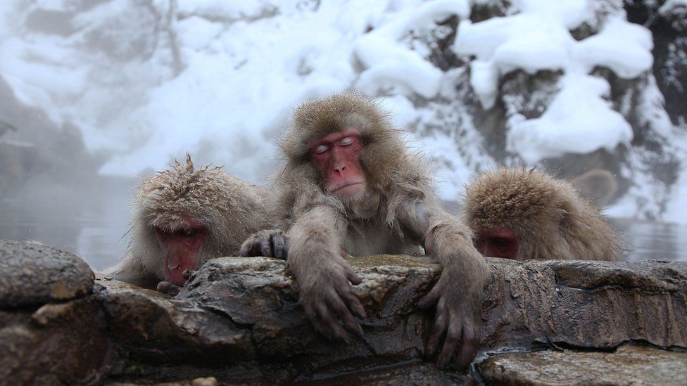 New research shows monkeys use hot baths to chill out - BBC Newsround