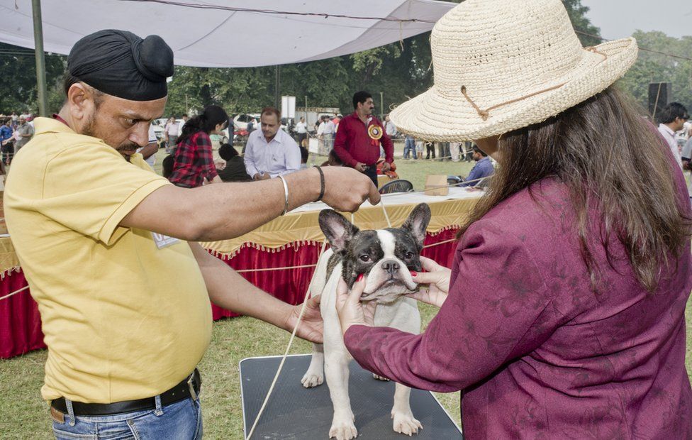Indians who love to parade their canines - BBC News