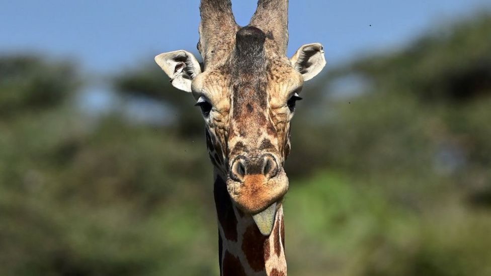 World Giraffe Day: Seven top facts about the world's tallest animal ...