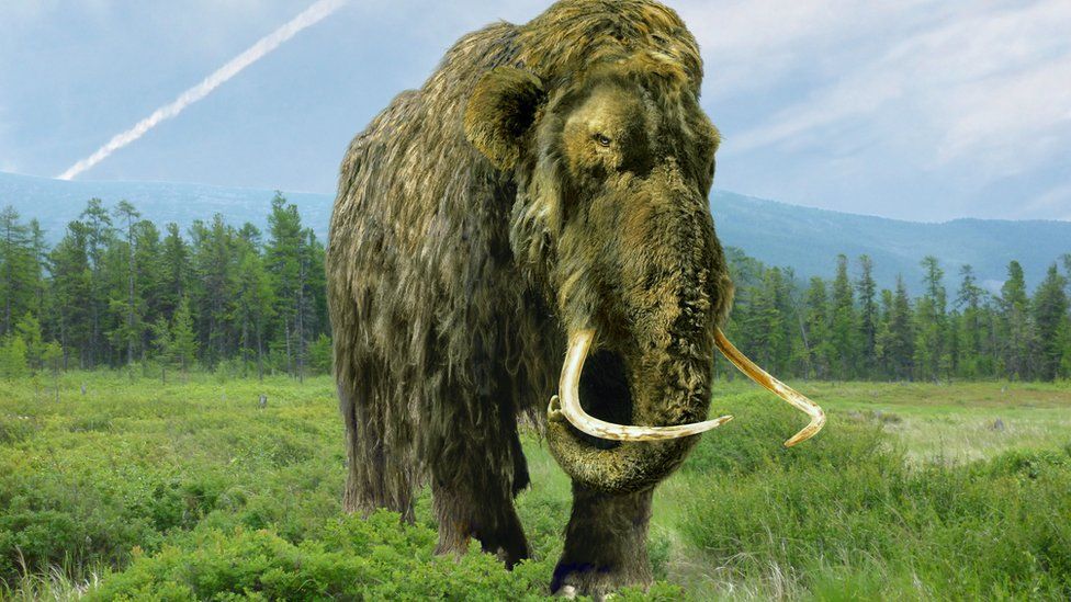 Woolly mammoth carved tusk auctioned in Northamptonshire - BBC News