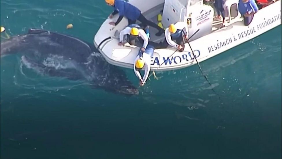 Young sailors from Tenby 'ecstatic' at dolphin encounter - BBC News
