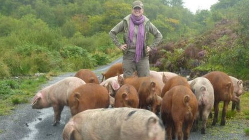 Ice Age tools found on Islay thanks to herd of pigs - BBC News