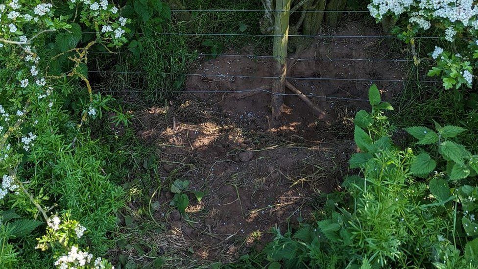Northumberland: Badger killed by 'barbaric' snare trap - BBC News