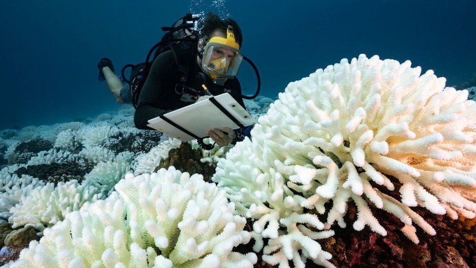 Climate Change: Global ocean surface temperature highest since records ...