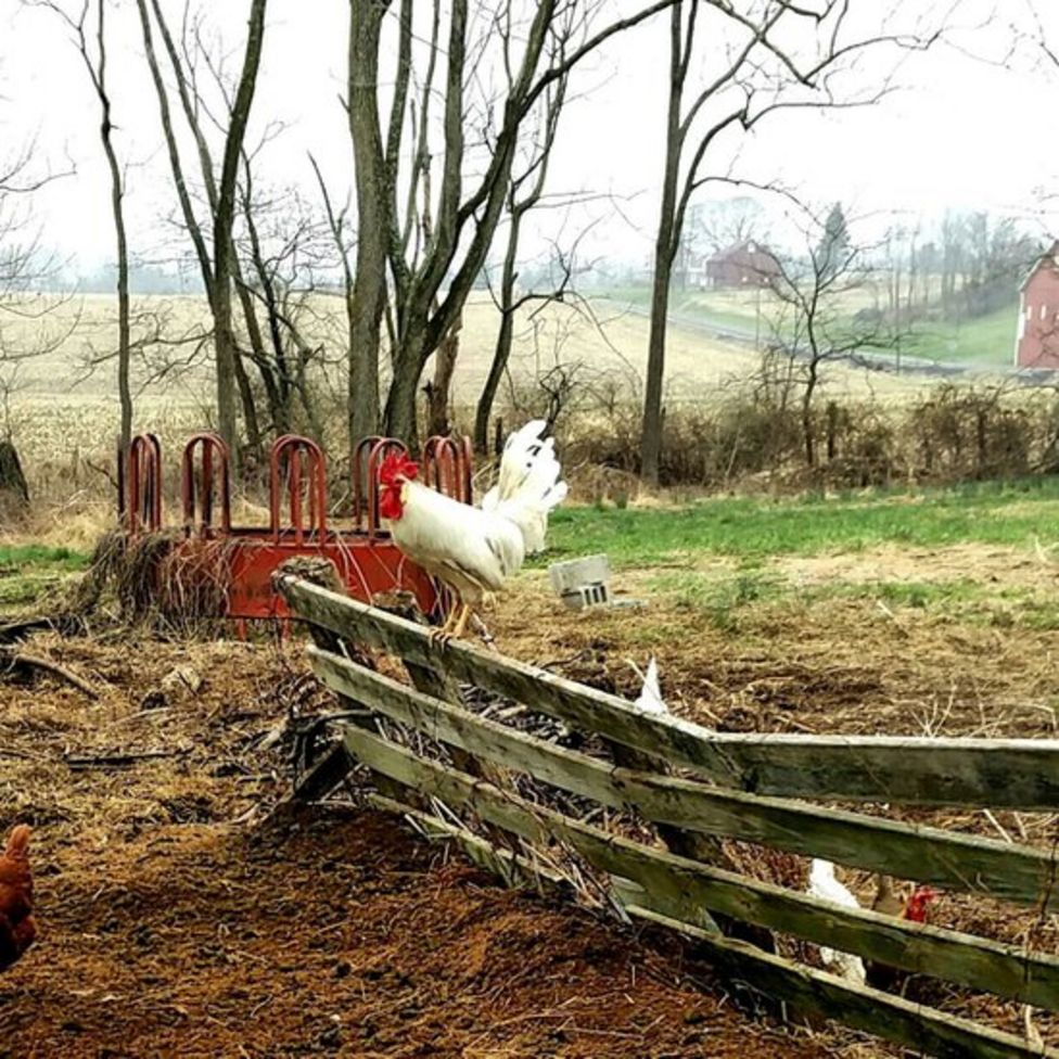 Your pictures: Rural life - BBC News