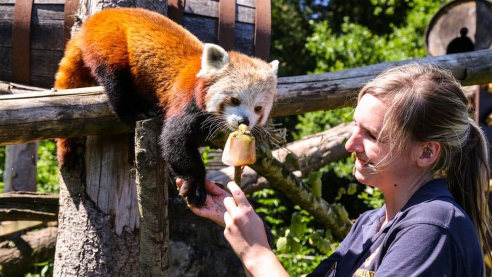 Lollies for all as temperatures soar at Longleat - BBC News
