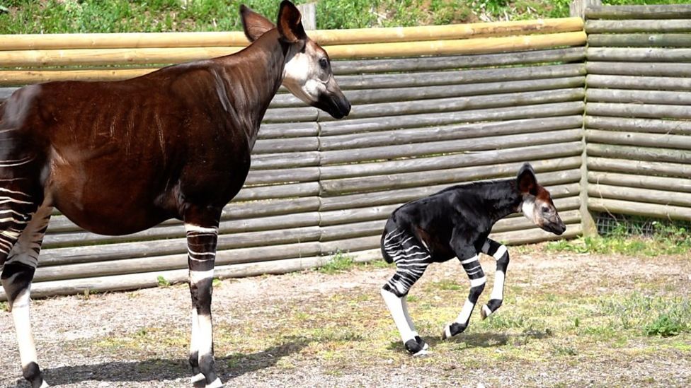 Critically-endangered mountain bongo born at Marwell Zoo - BBC News