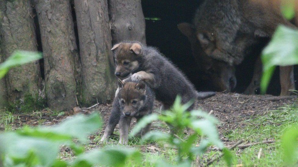 Six pack: Highland Wildlife Park shows off its wolf haul - BBC News