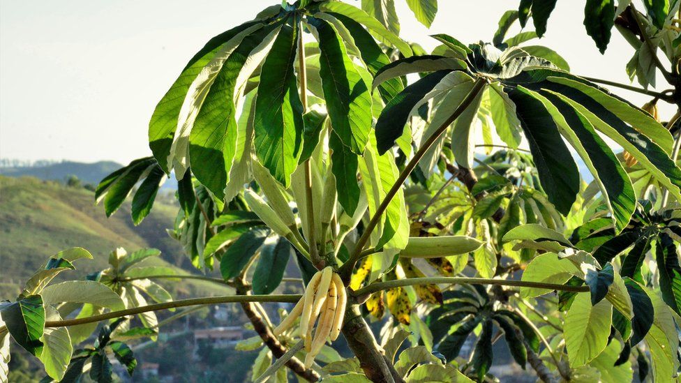 Ants discovered healing trees - BBC Newsround
