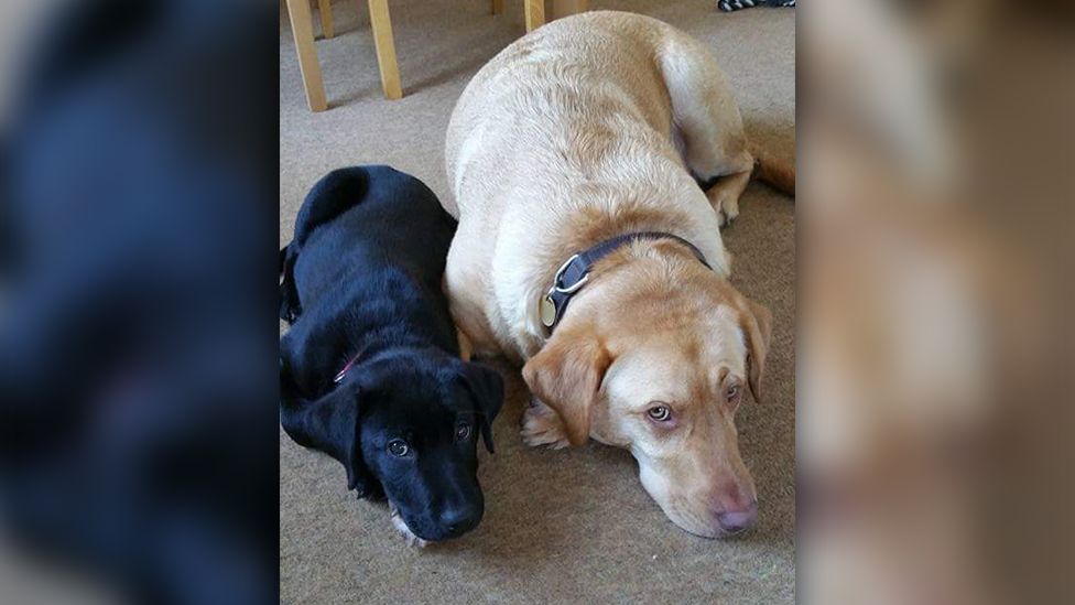 Owner 'devastated' after labrador dies from Alabama rot - BBC News