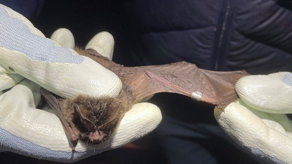 Barbastelle bat colony could be devastated by Norwich road, experts say ...