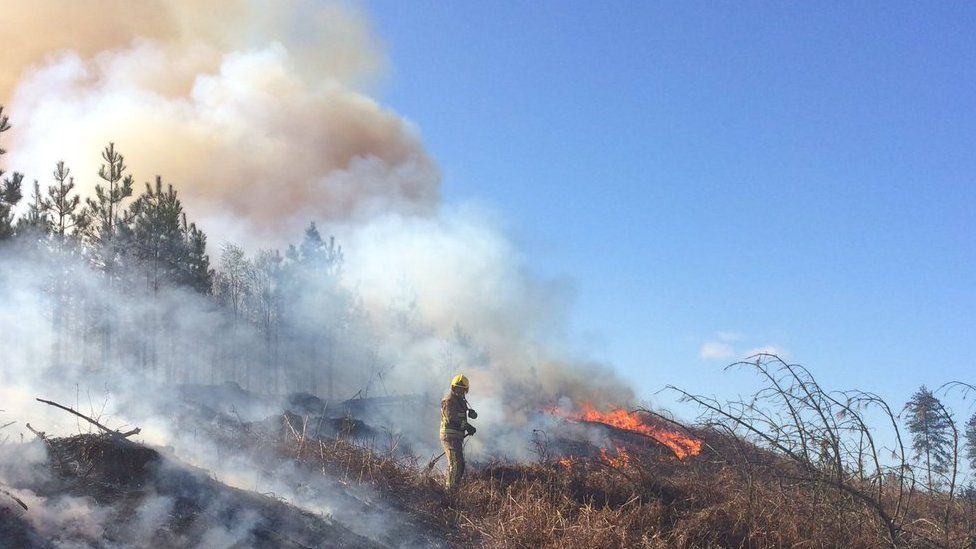 'Malicious' fire damages Verwood heathland - BBC News