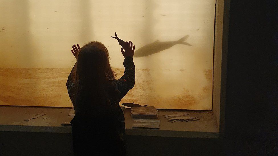 Rare twaite shad at River Severn spawning ground after 180 years - BBC News