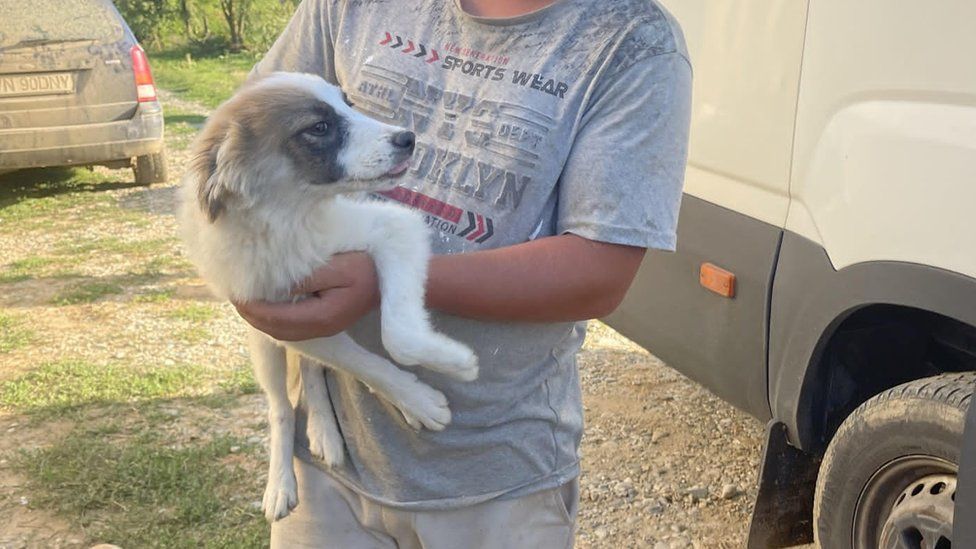 Kuchi Dog Puppies