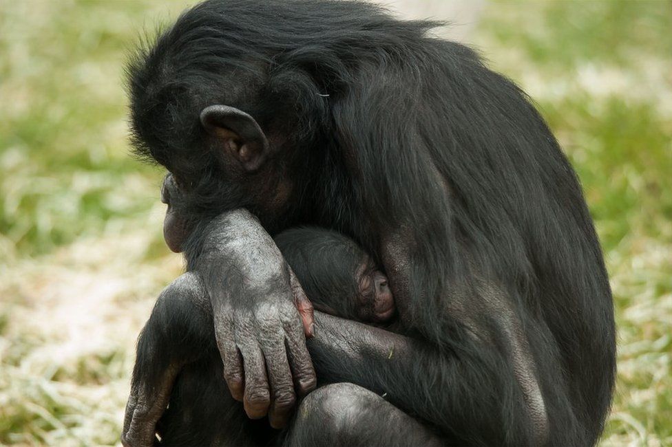 Endangered bonobo ape born at Twycross Zoo - BBC News