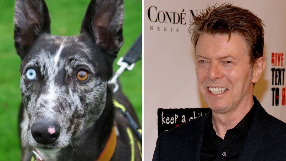 Dog named after David Bowie seeks permanent home - BBC News