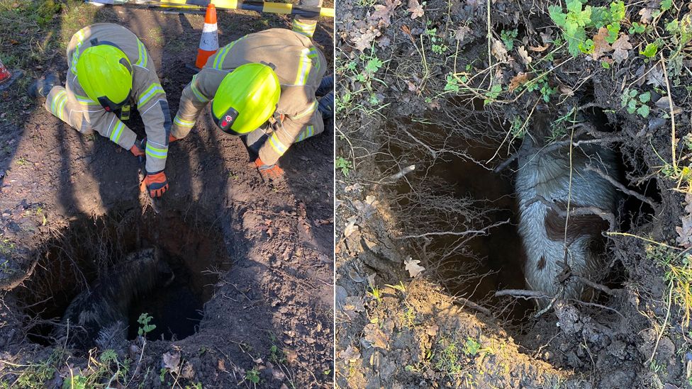 Hertfordshire firefighters rescue Shetland pony from 10ft sinkhole ...