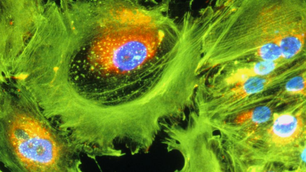 Heat-triggered 'grenades' hit cancer - BBC News