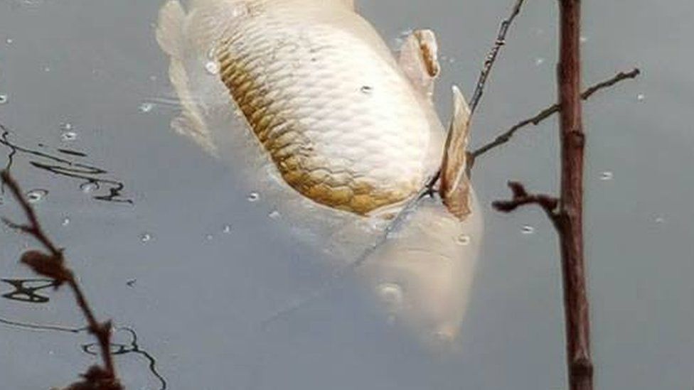 'Horrid smell' at Berkshire nature caused by 100 dead fish - BBC News