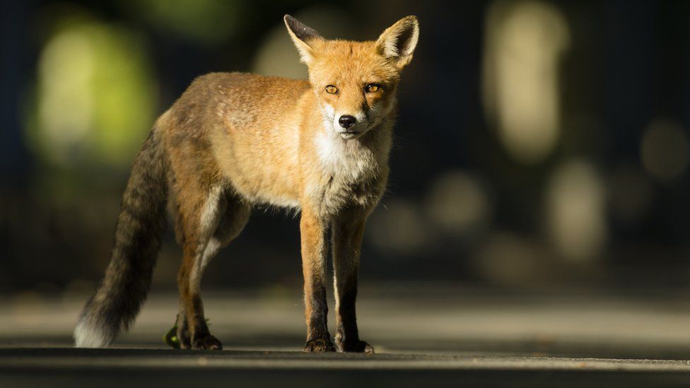 Urban foxes are evolving to live in towns and cities - BBC Newsround