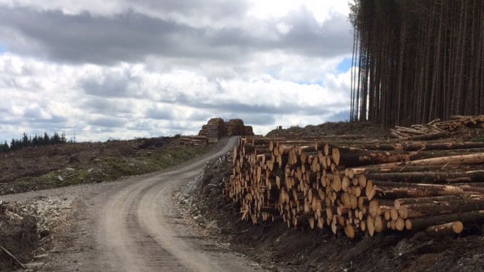 Wales needs more timber says fencing producer - BBC News