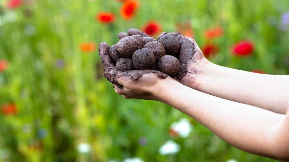 Kew Gardens' Millennium Seed Bank hits major milestone - BBC Newsround
